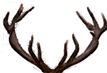 Corna di cervo – 3 6 9 Luce